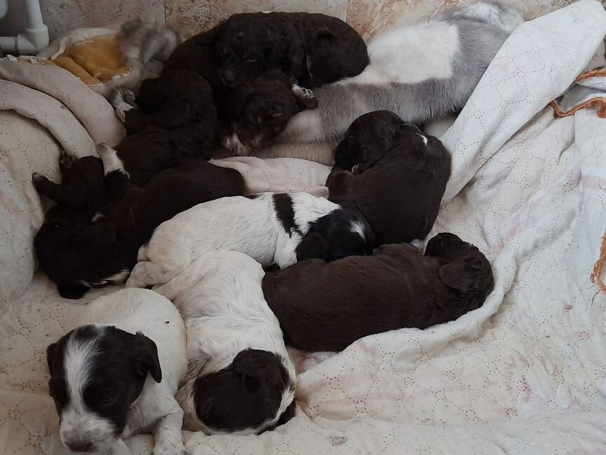 Собаки щенки спаниель