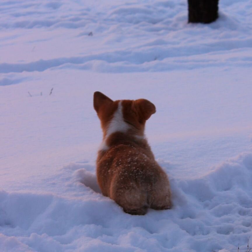 Щенки вельш корги пемброк