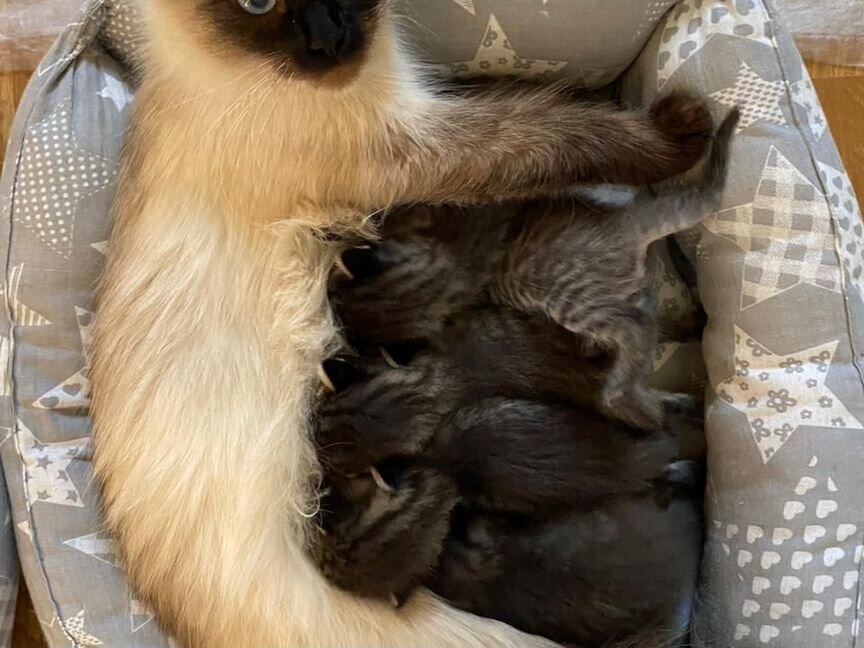 Котята в добрые руки бесплатно