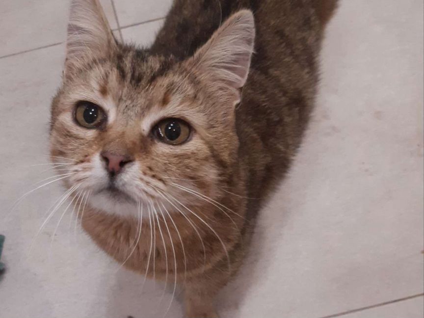 SOS У кошки одна ночь на поиск дома