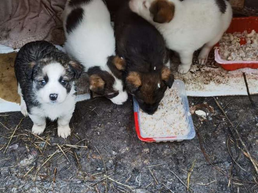 Щенки помесь джек расселла 3 мес