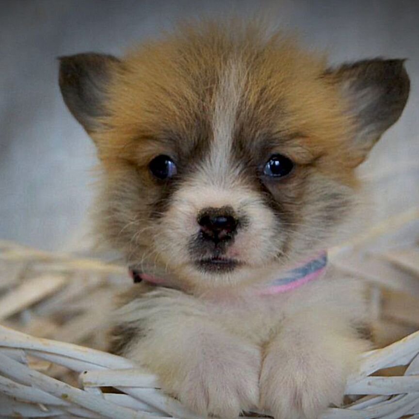 Вельш Корги Пемброк, щенок