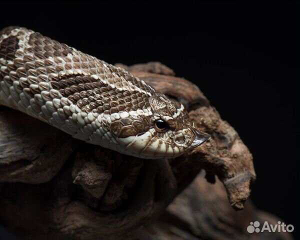 Свиноносая змея (Heterodon nasicus)