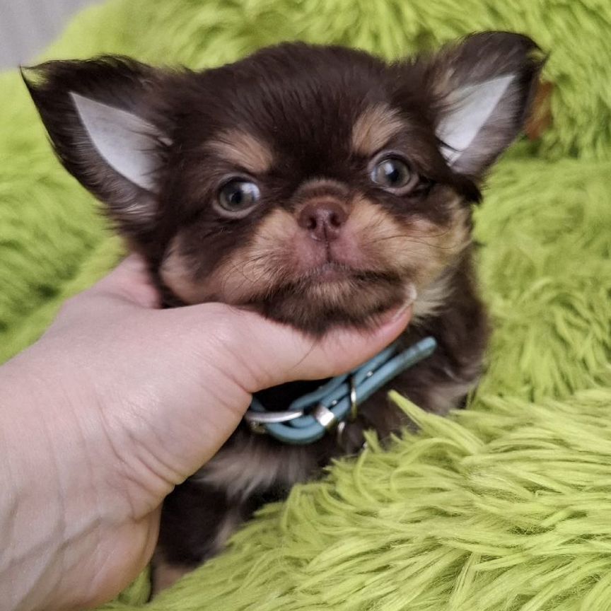 Чихуахуа, щенок