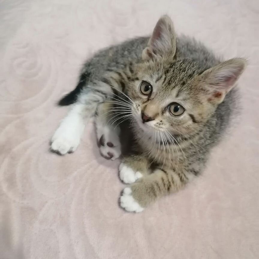 Котенок британец