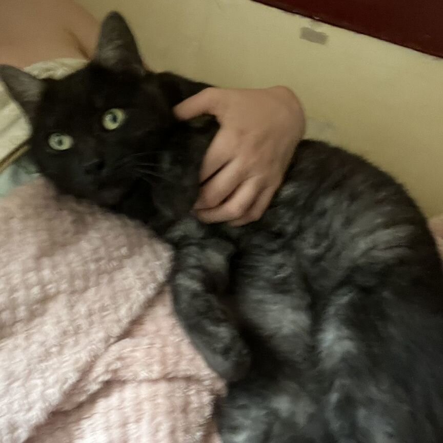 Котик ищет дом