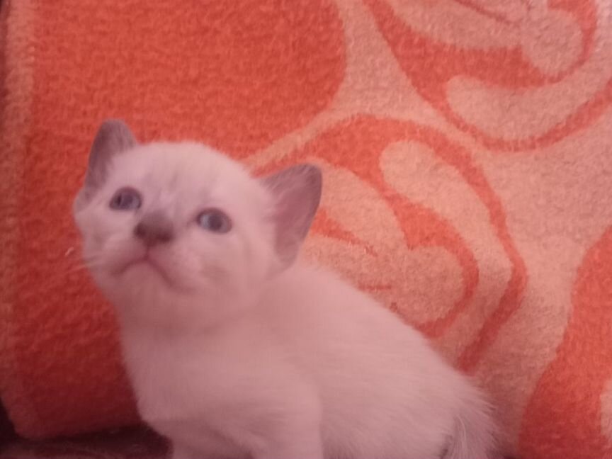 Кошки