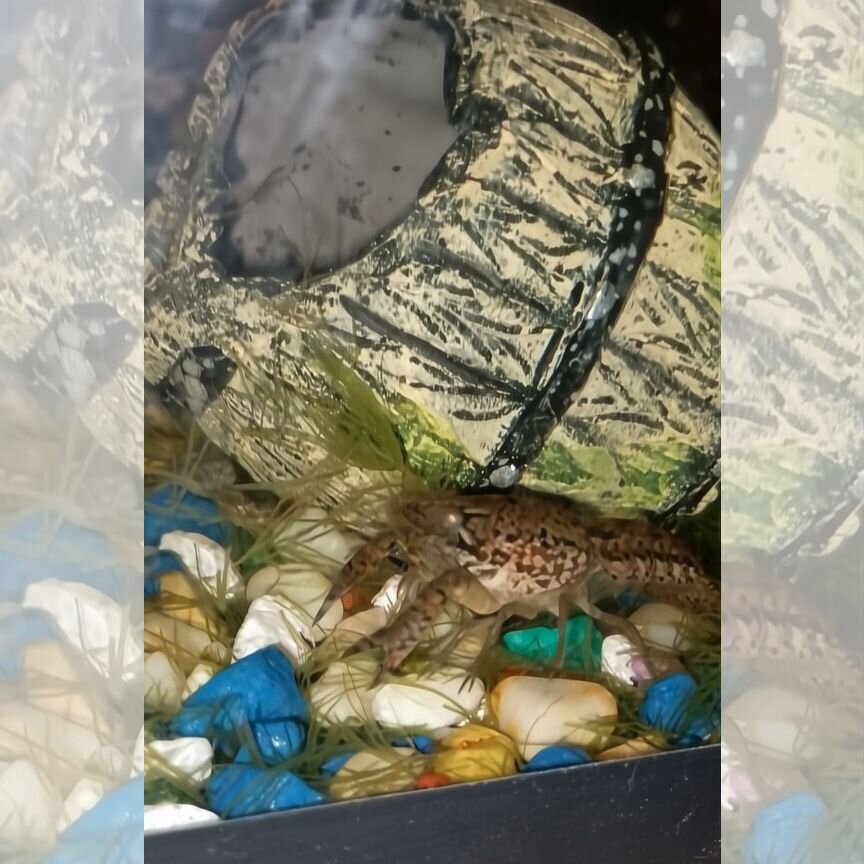 Аквариумные рыбки