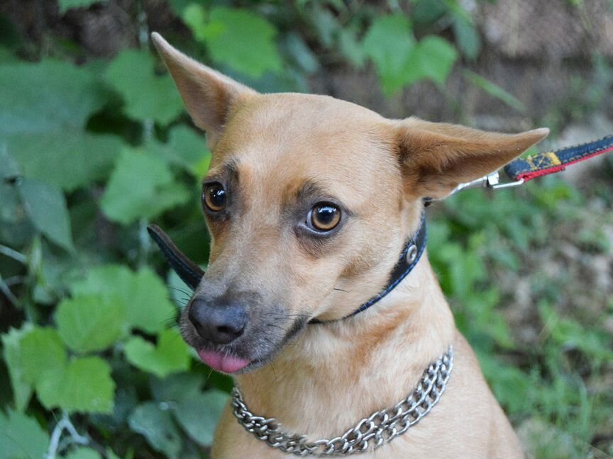 Малышка Рыжуля