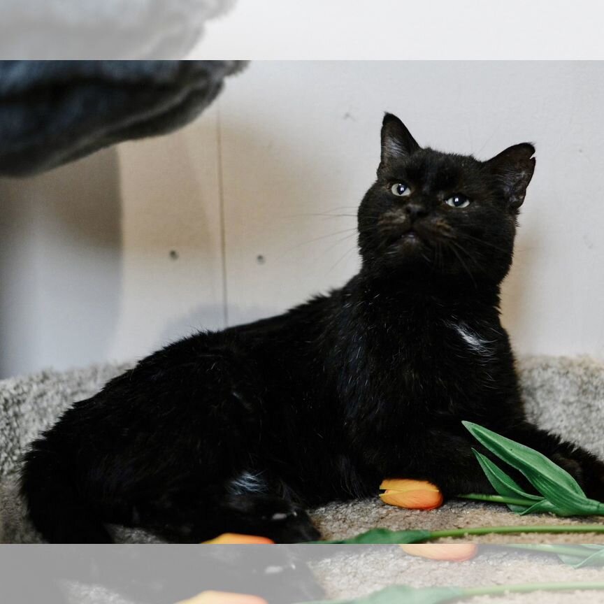 Ищем новый дом для кота Уголька