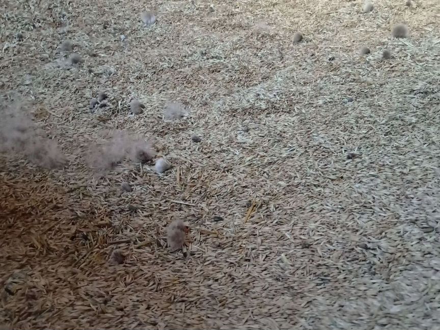 Ячмень яровой, Семечко на корм