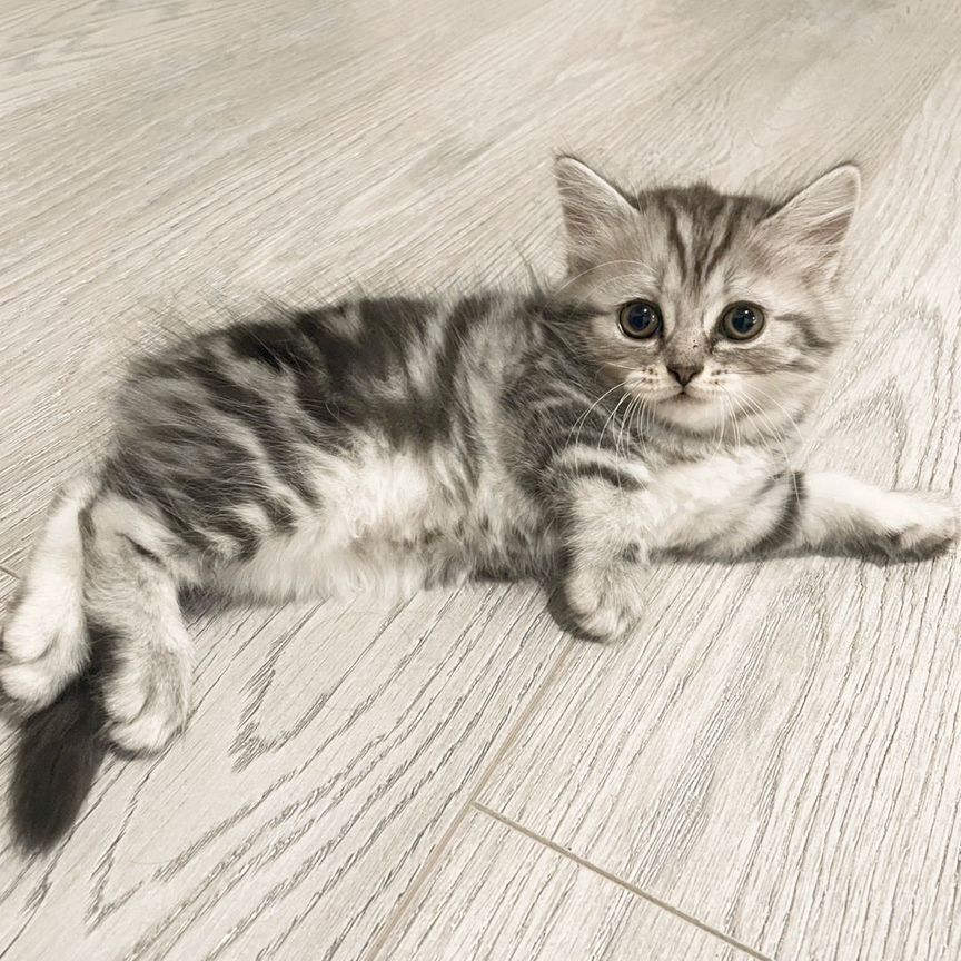 Котёнок шотландский прямоухий