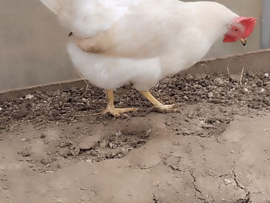 Курица несушка