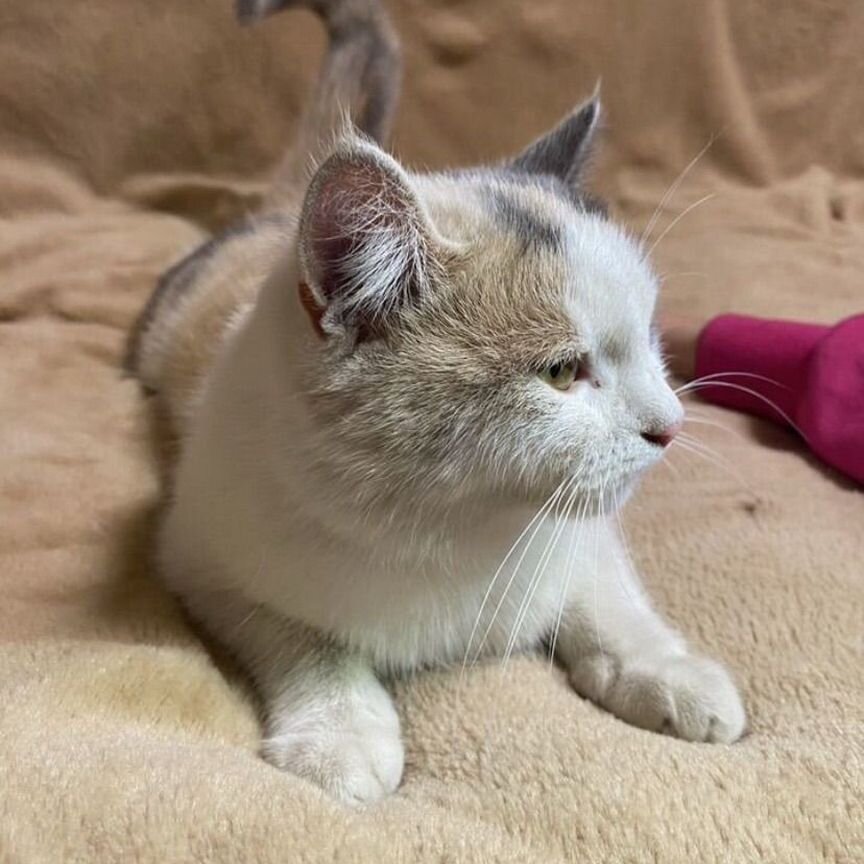 Взрослая, Девочка кошка в добрые руки