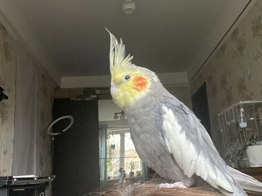 Говорящий попугай Гоша