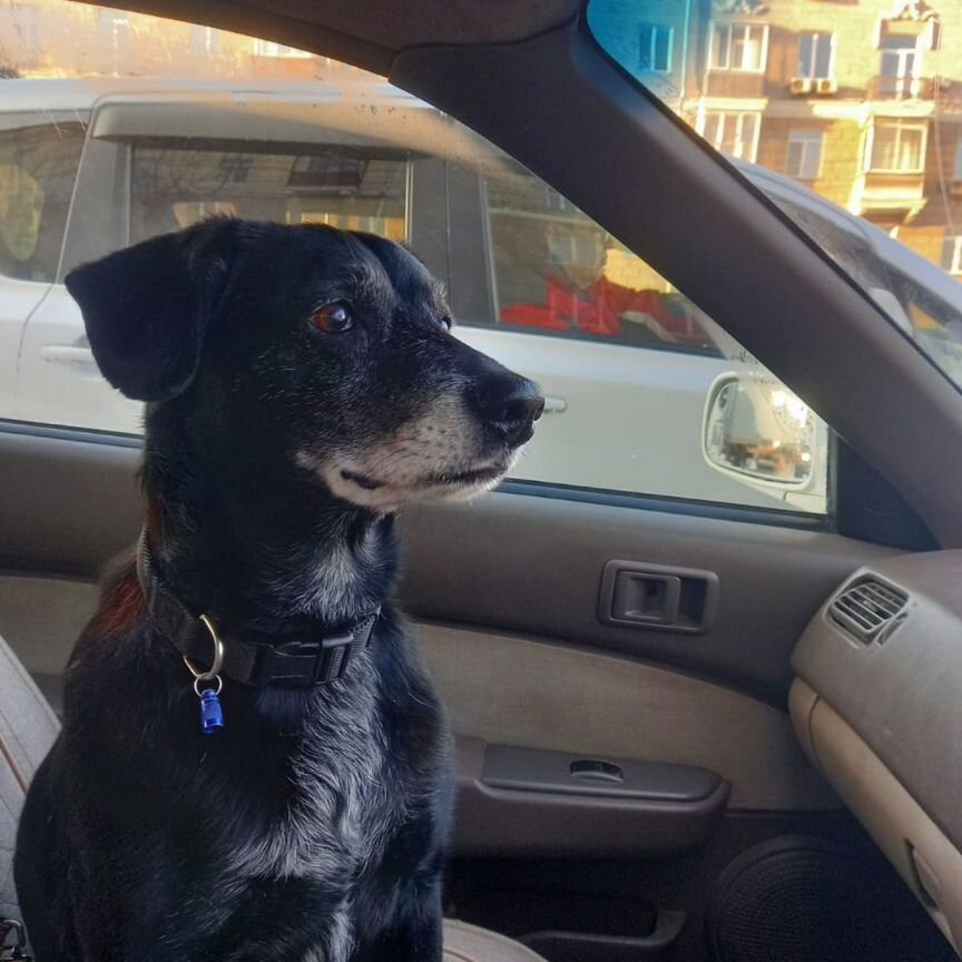 Маленький пёсик замерзает на улице. Приютите