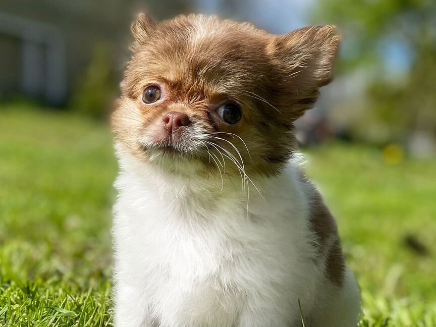 Изюм (тигр,дш)