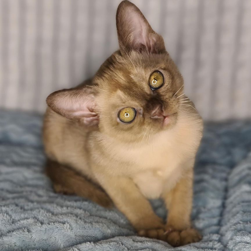 Европейский бурманский котёнок