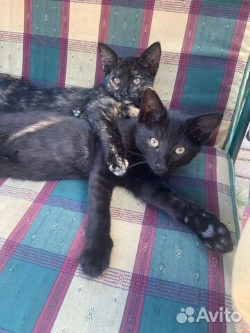 Кошка