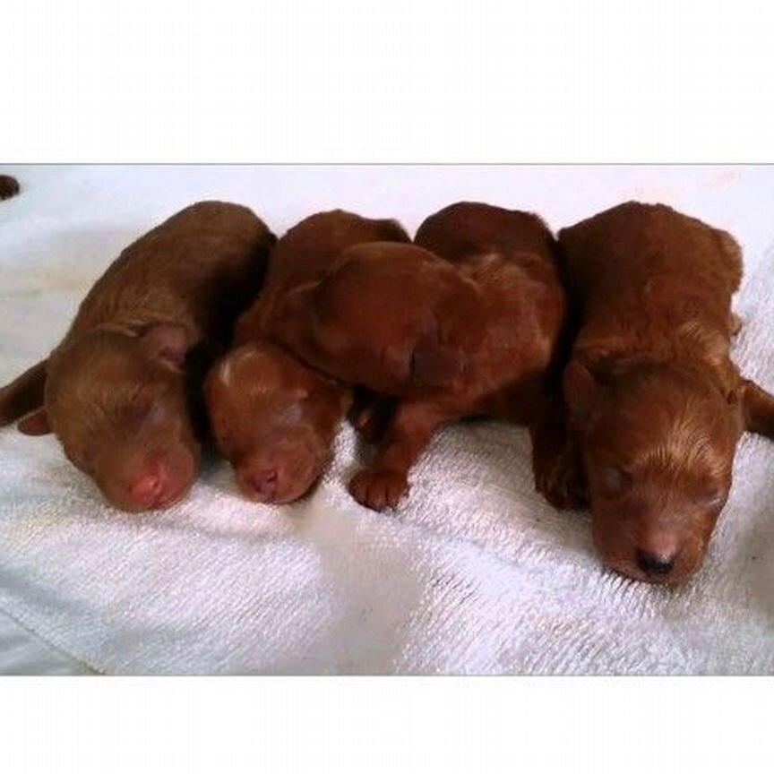 Той-пудель, щенок