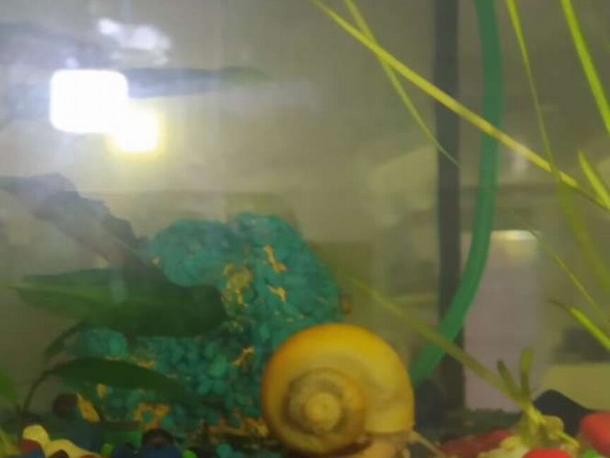 Улитки ампулярии