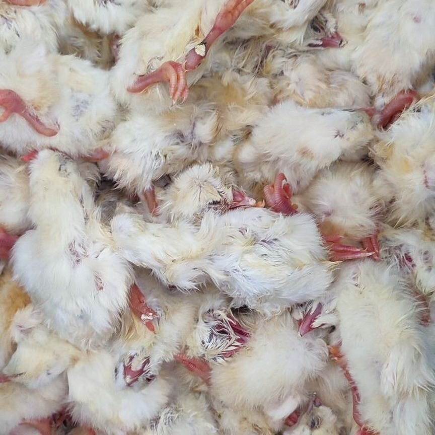 Цыплята суточные на корм