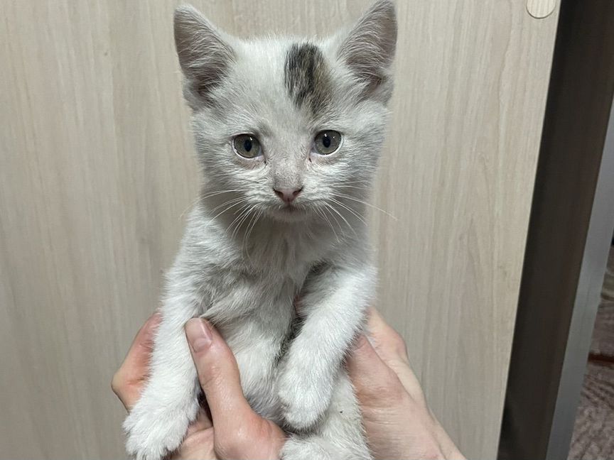 Кошка ишет дом