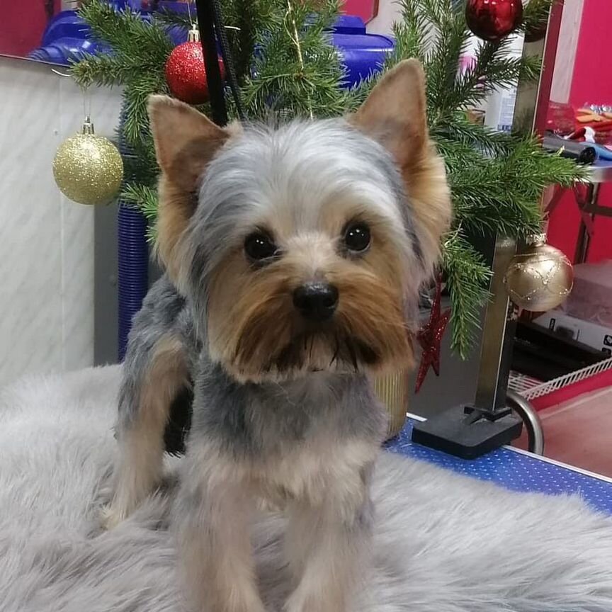 Йоркширский терьер