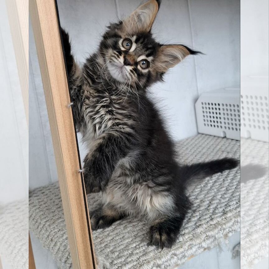 Мейн-кун котёнок