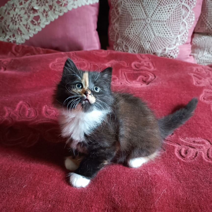 Котенок девочка, трехцветная, черепаха