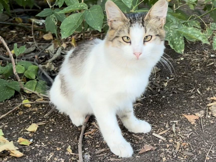 Милый котик ищет дом