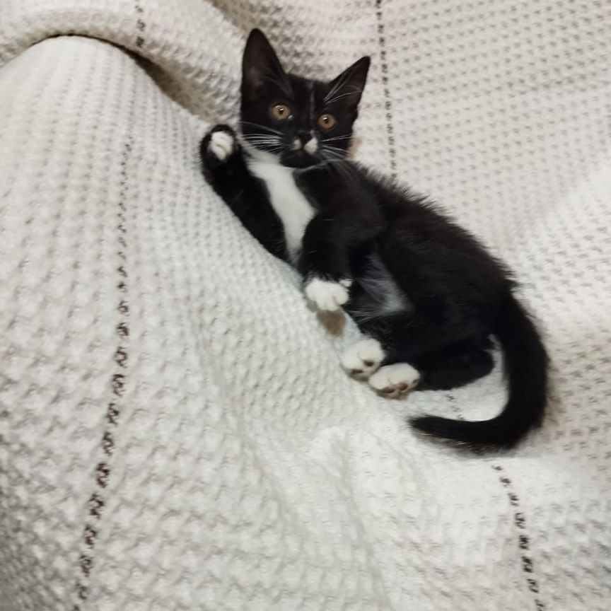 Котенок Ириска в дар