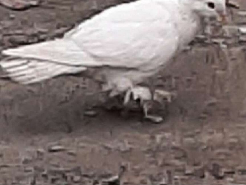 Голубь породистый