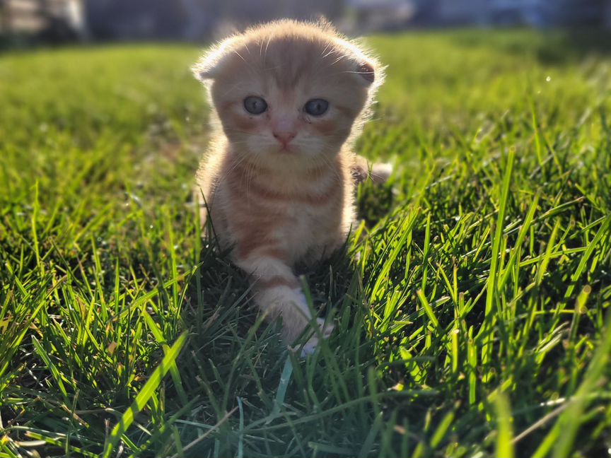 Шотландская вислоухая