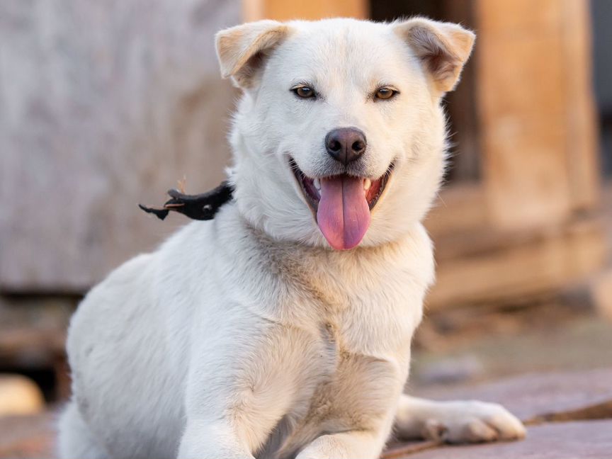 Собака в добрые руки