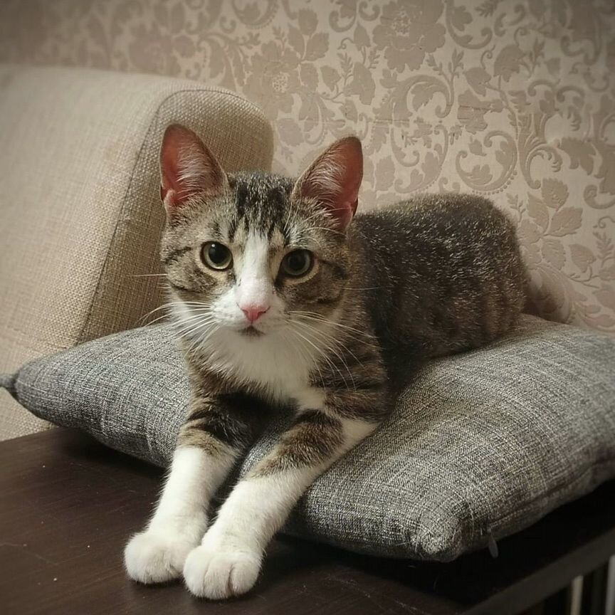 Офигенный ласковый котенок