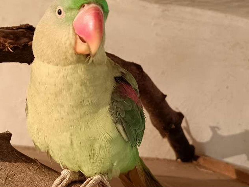 Александрийский попугай