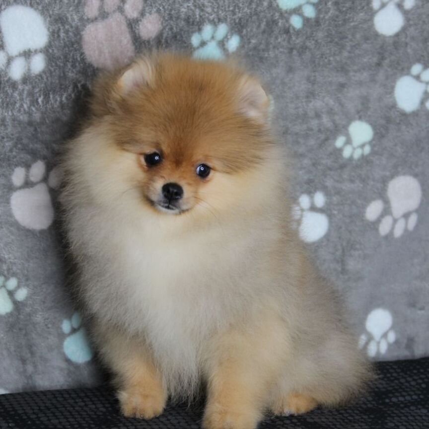 Померанский шпиц девочка