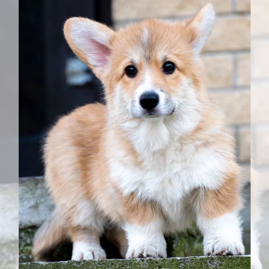 Вельш Корги Пемброк, щенок