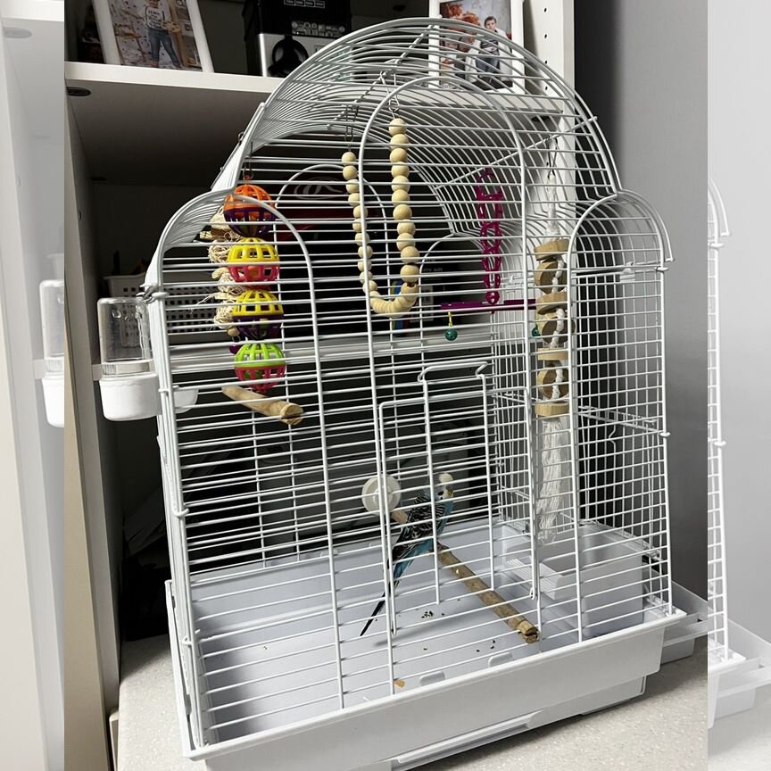 Попугай с большой клеткой