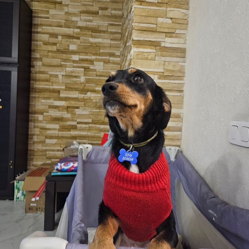 Маленькая ласковая собака в добрые руки