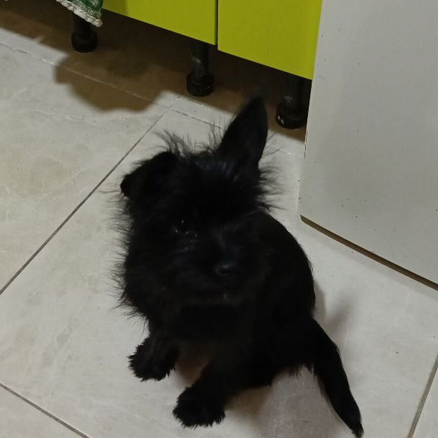 Щенок в добрые руки бесплатно маленькая порода