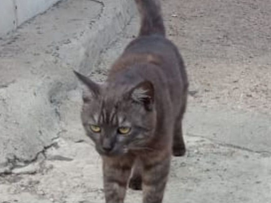 Кот в хорошие руки