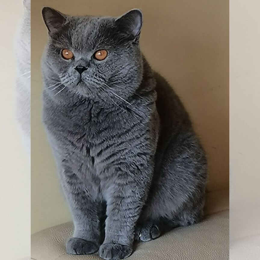 Британский кот. Вязка