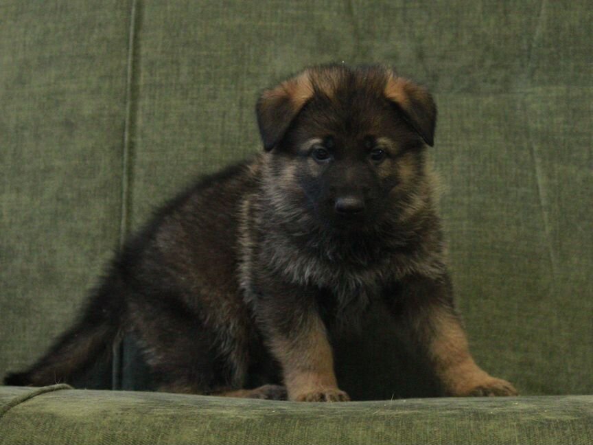 Немецкая овчарка мальчик, зонарного окраса