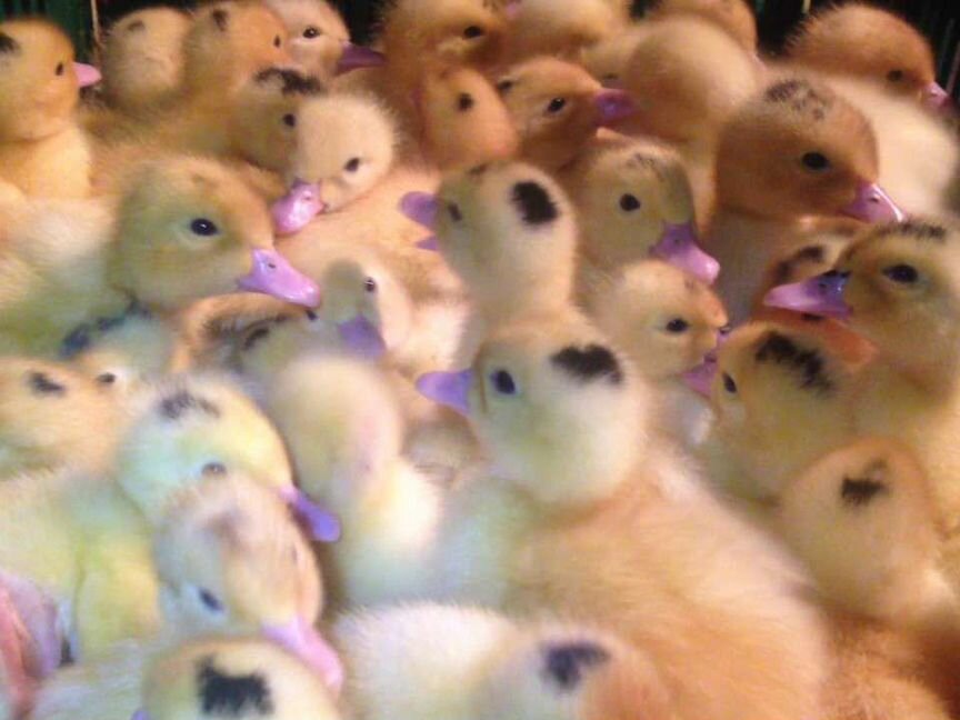 Утята Муларды