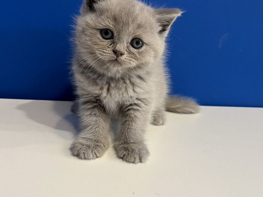 Шотландские вислоухие и прямоухие