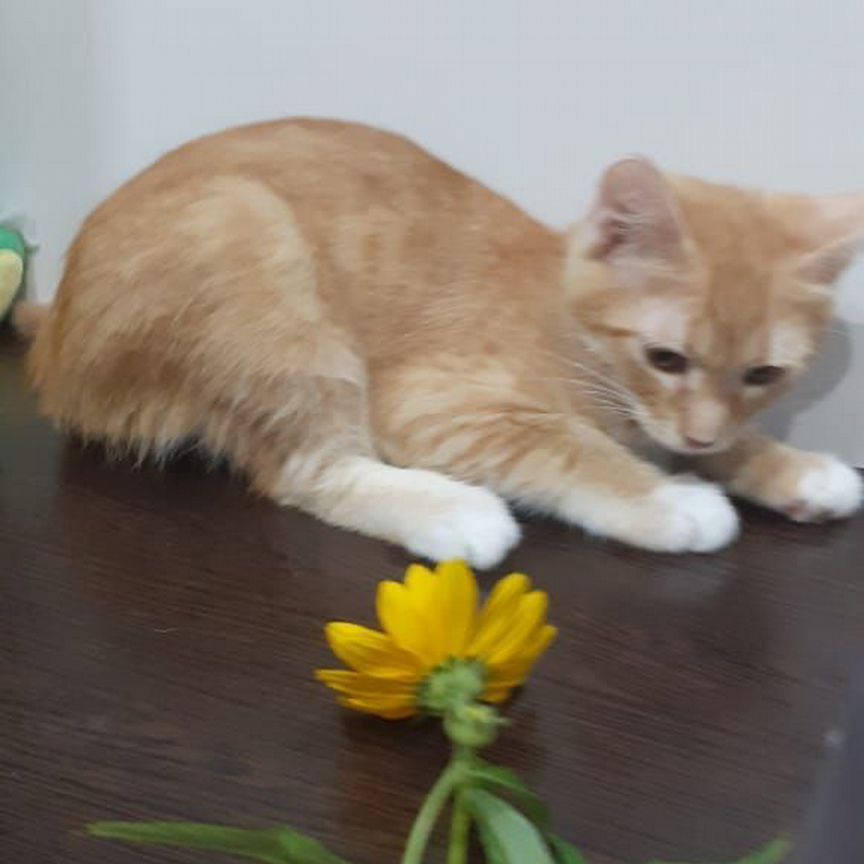 Котёнок Леопольд