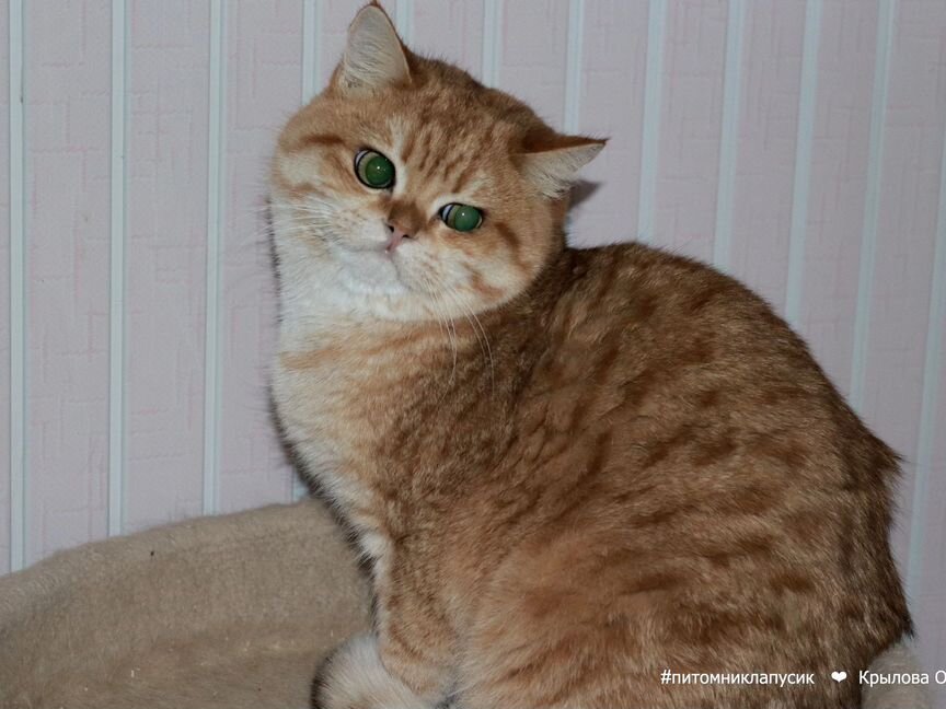 Золотой кот, ny12