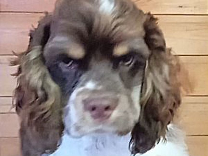 Продаются щенки американского кокер спаниеля